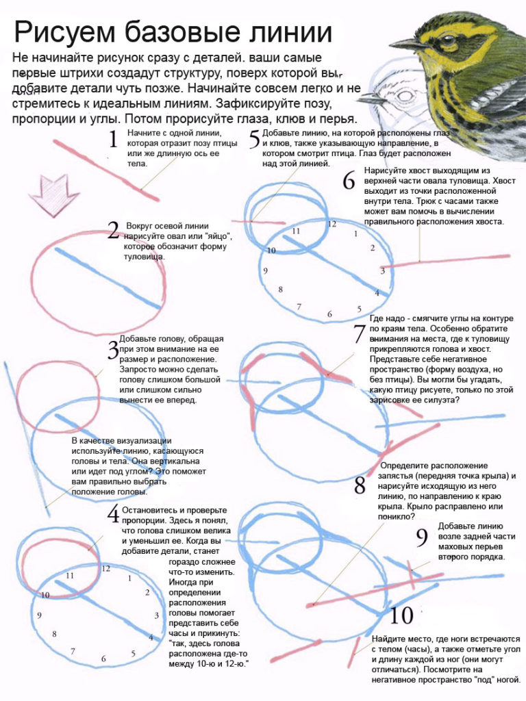 Как рисовать птиц - CG Магнит